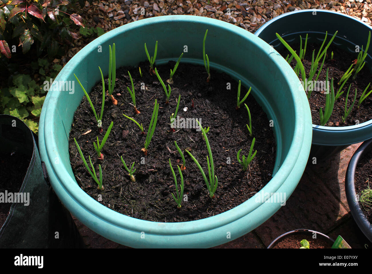Onion sets pots hi-res stock photography and images - Alamy