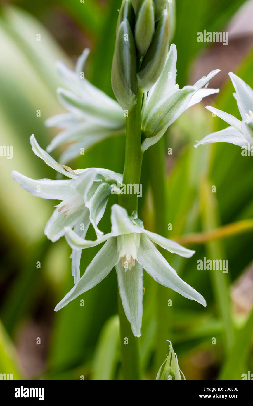 Stems of the bulbous Spring flowering Star of Bethlehem, Ornithogalum ...