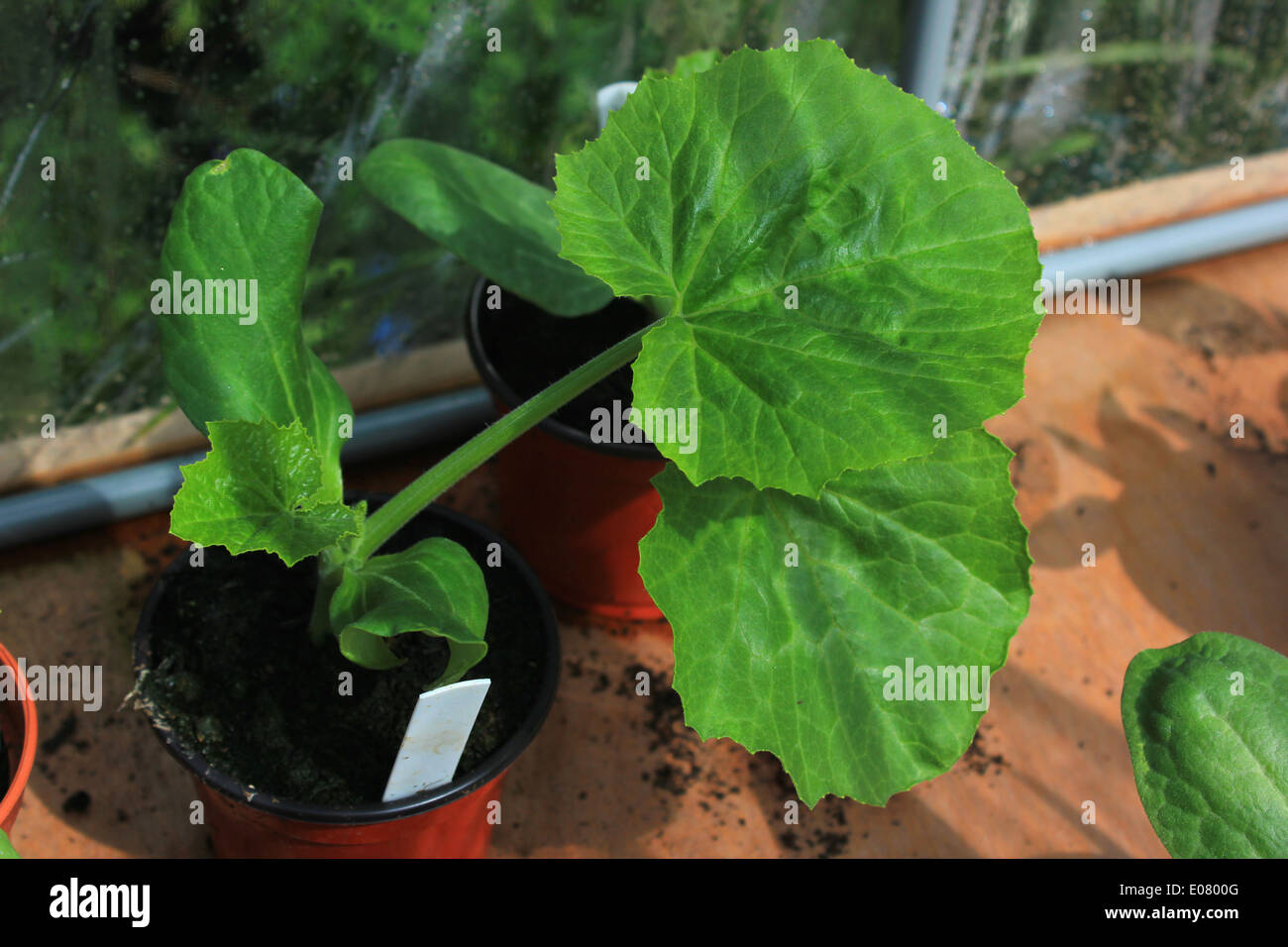 Courgette seedling in plastic pot Stock Photo - Alamy