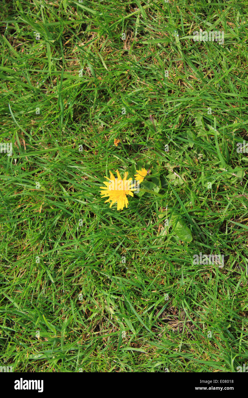 Dandelion in middle of lawn Stock Photo - Alamy