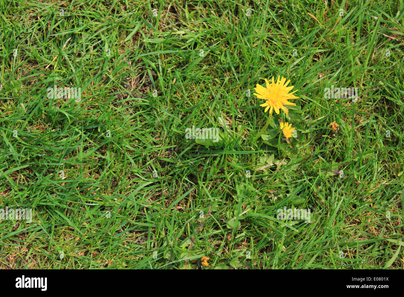 Dandelion in middle of lawn Stock Photo - Alamy
