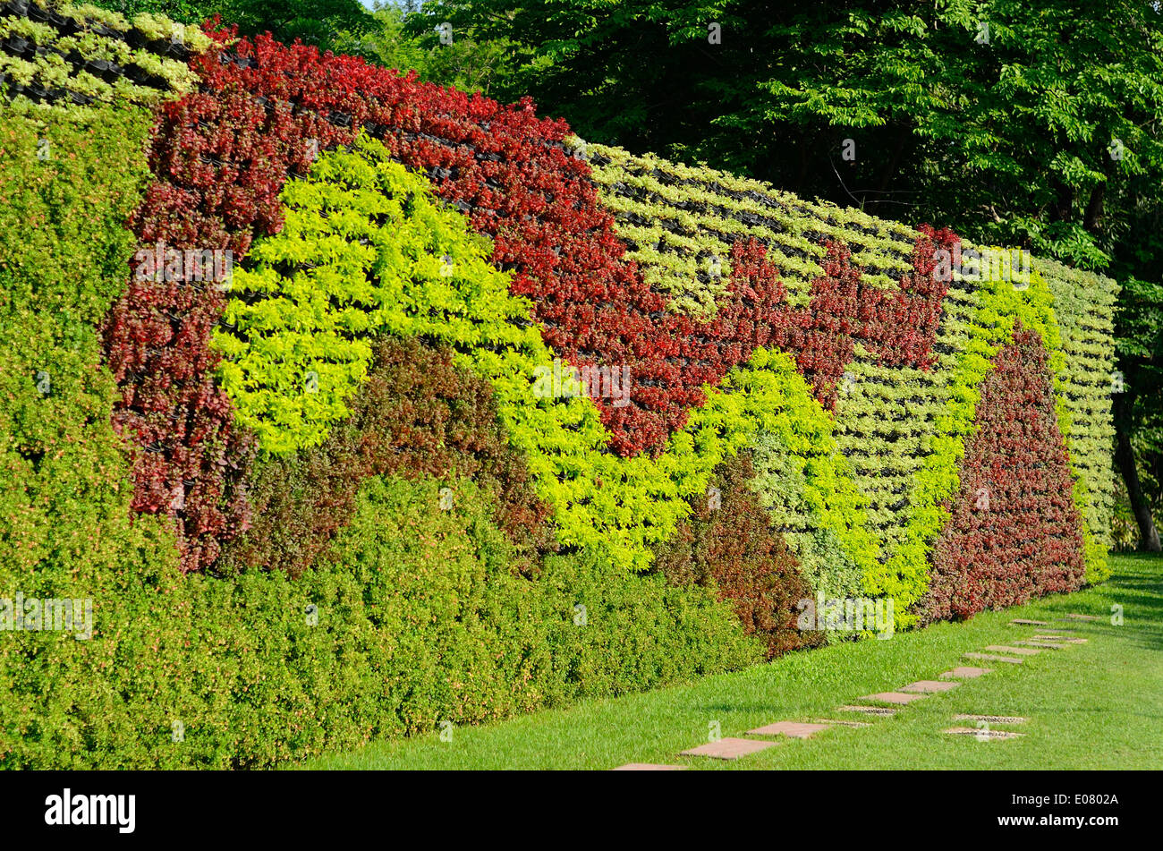 beautiful and colorful plant wall in Thai style garden Stock Photo - Alamy