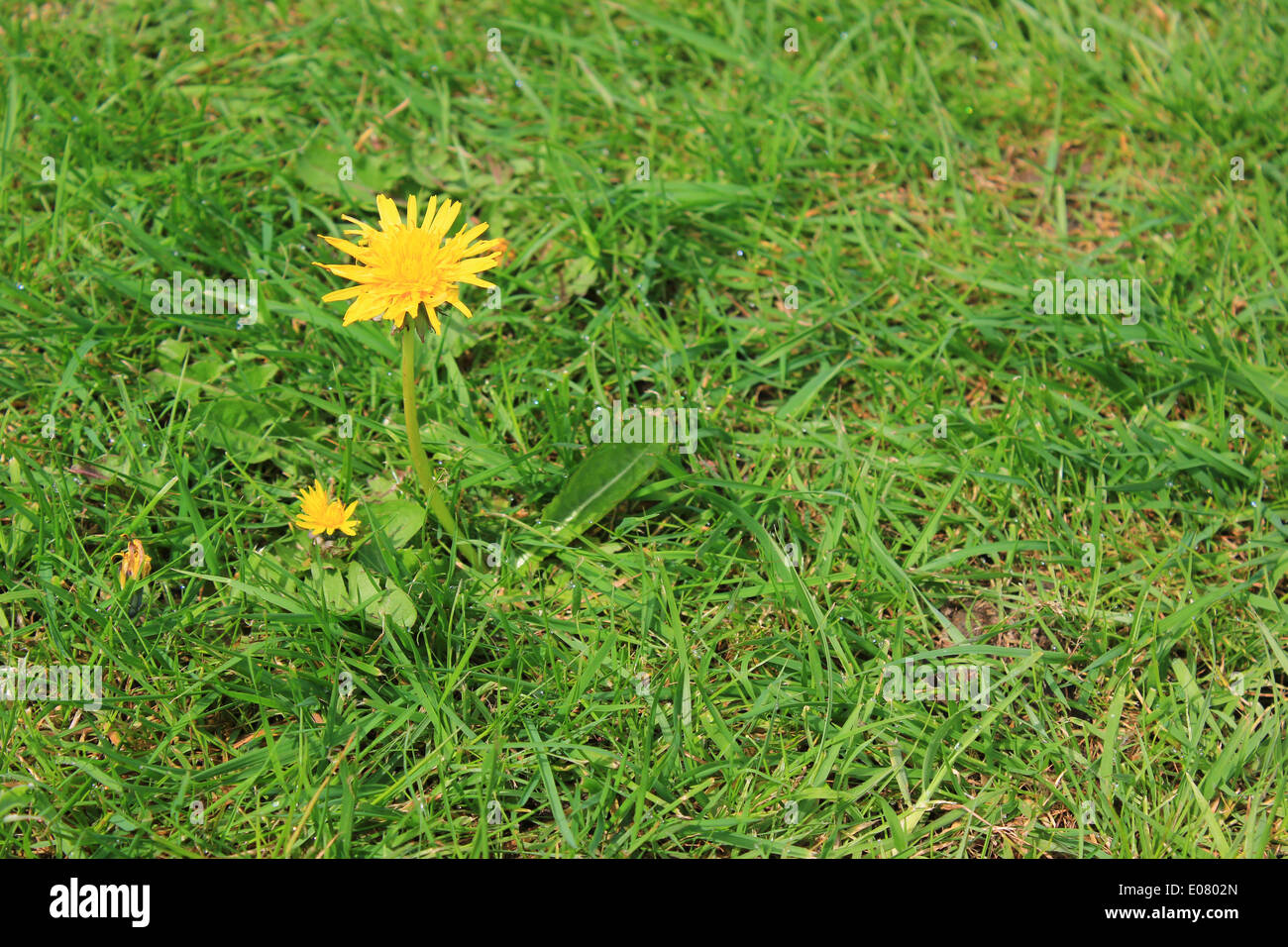 Dandelion in middle of lawn Stock Photo - Alamy