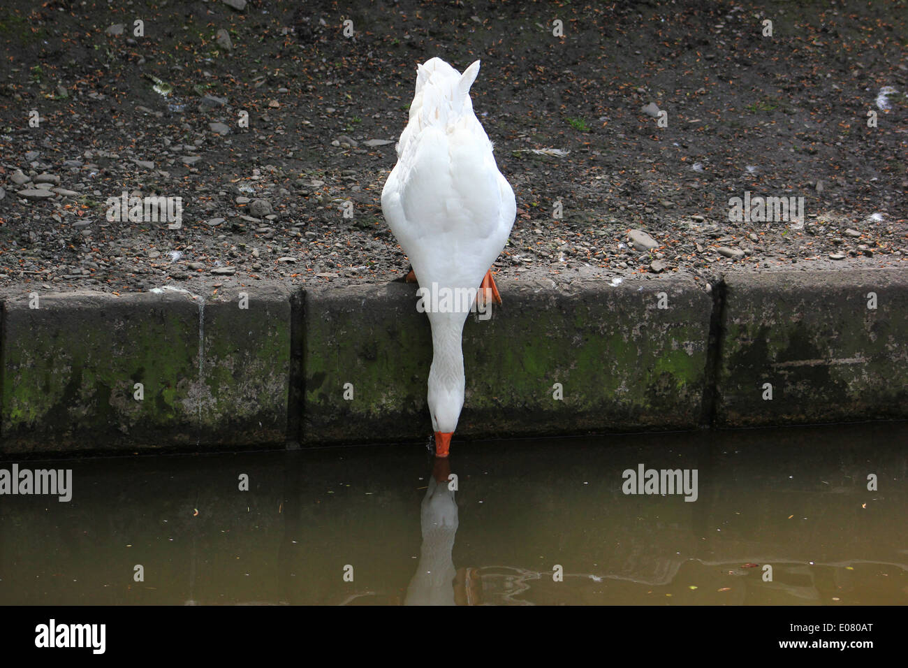 Domestic goose drinking from Llangollen Canal Stock Photo - Alamy