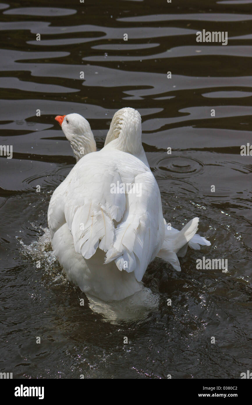 Domestic geese mating on Llangollen Canal Stock Photo - Alamy