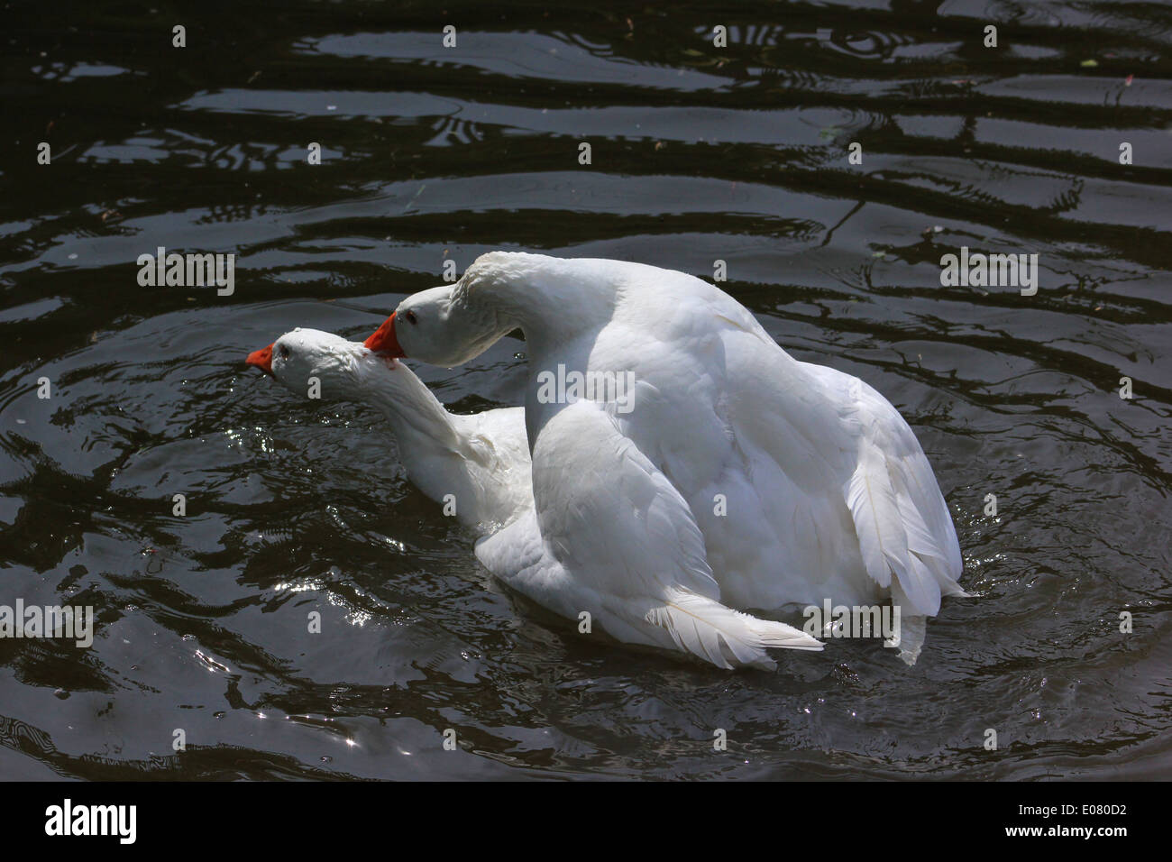 Domestic geese mating on Llangollen Canal Stock Photo - Alamy
