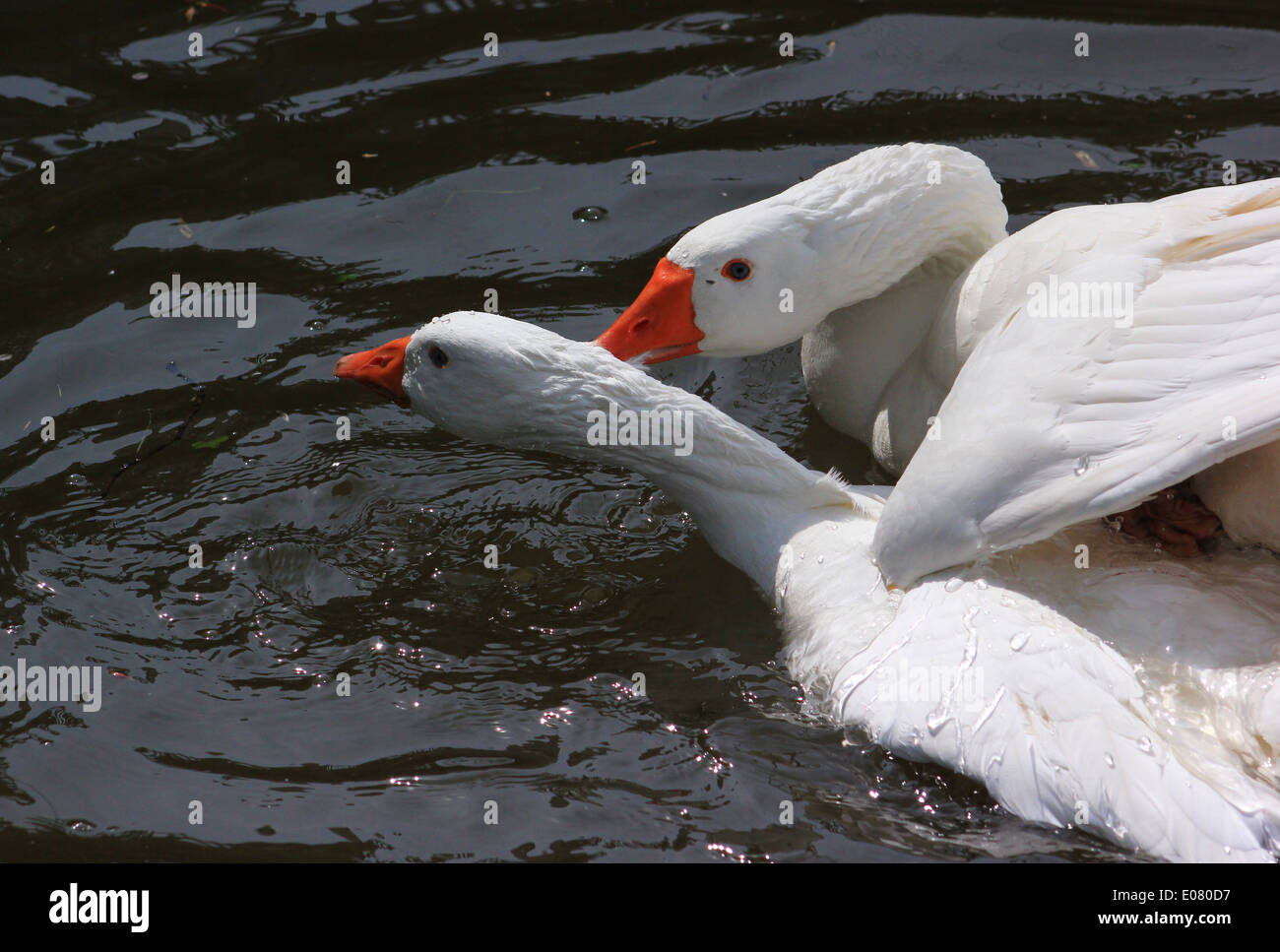 Domestic geese mating on Llangollen Canal Stock Photo - Alamy