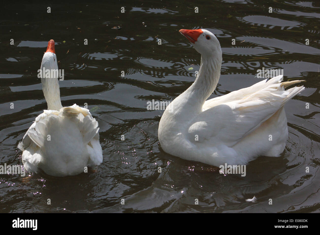 Breeding geese hi-res stock photography and images - Alamy