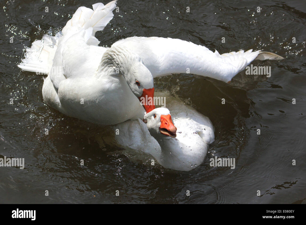 Domestic geese mating on Llangollen Canal Stock Photo - Alamy