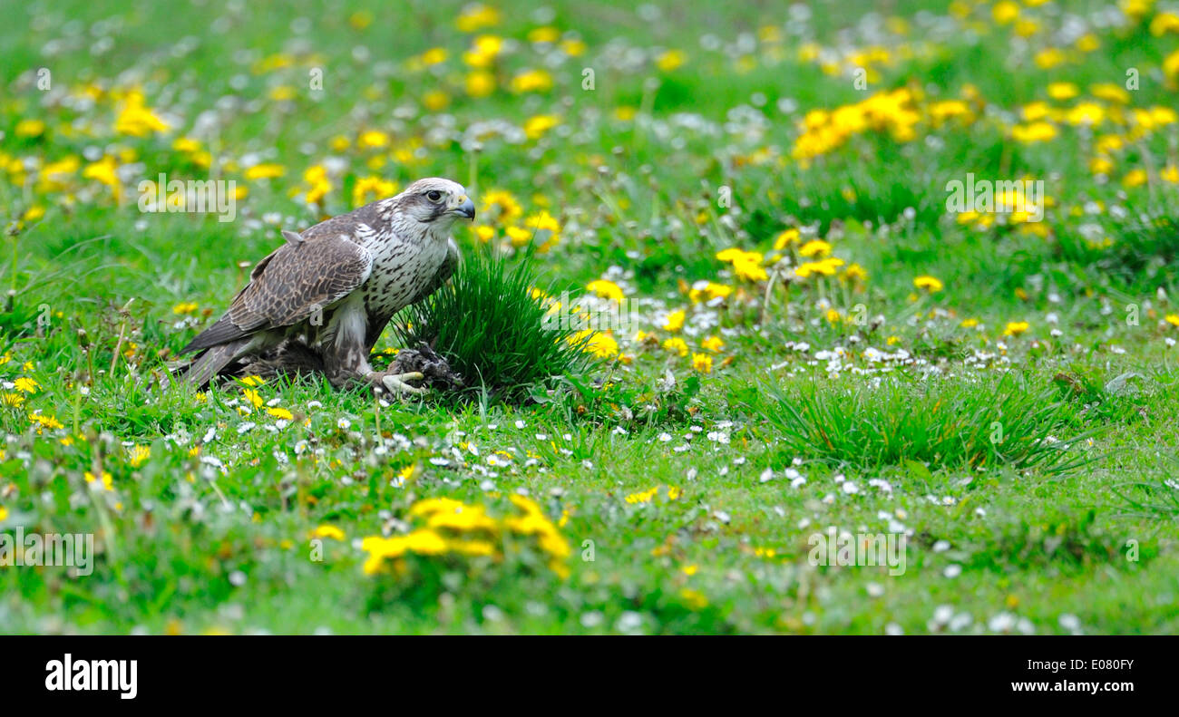 Falconry in Germany Stock Photo - Alamy