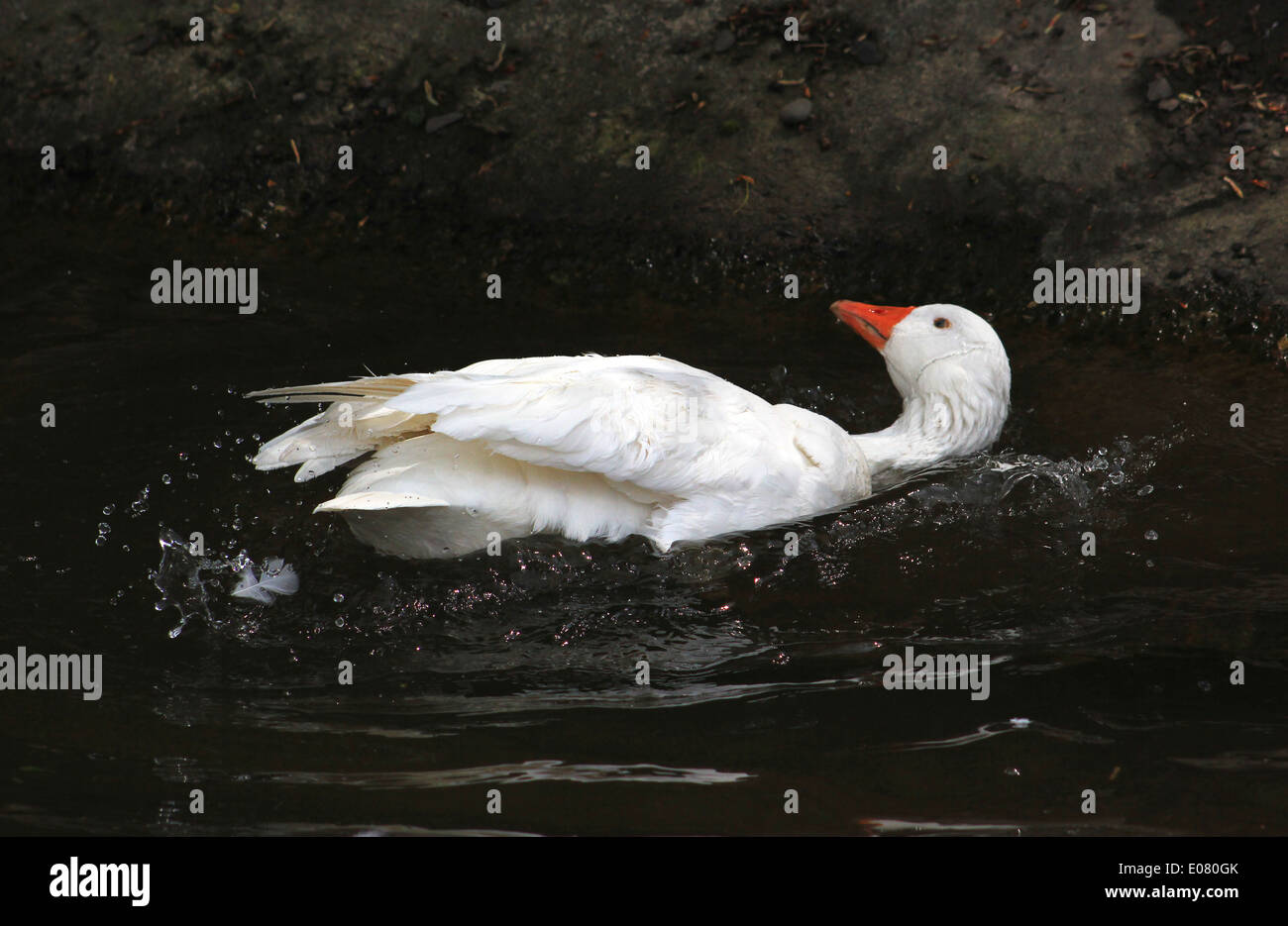 Female domestic goose washing in Llangollen Canal Stock Photo - Alamy