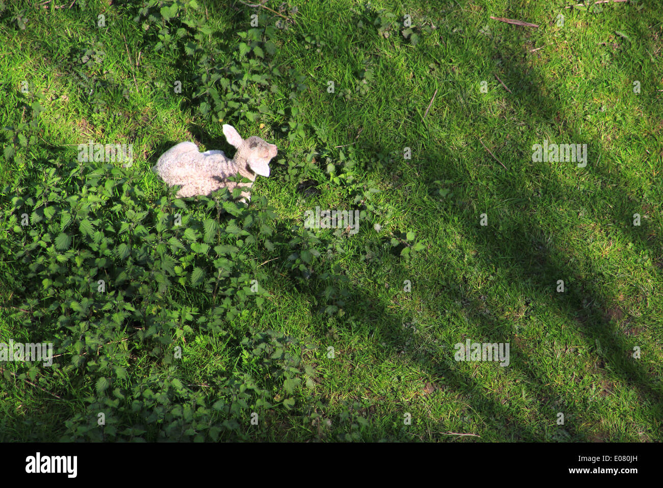 Patch of nettles hi-res stock photography and images - Alamy