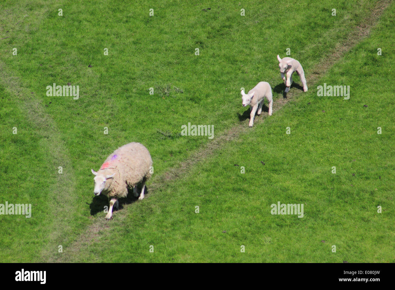 Lambs following mother hi-res stock photography and images - Alamy