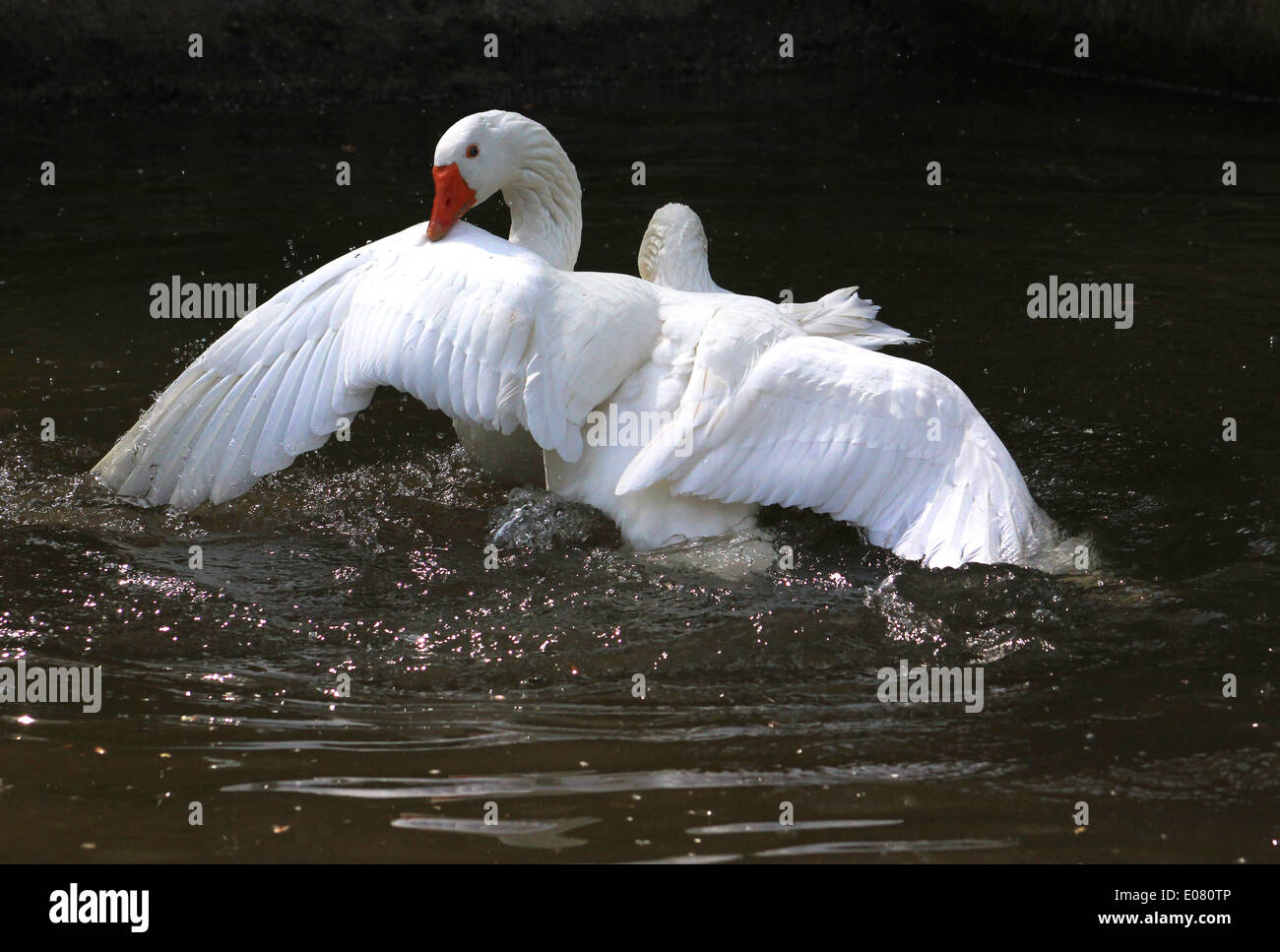 Domestic geese mating on Llangollen Canal Stock Photo - Alamy