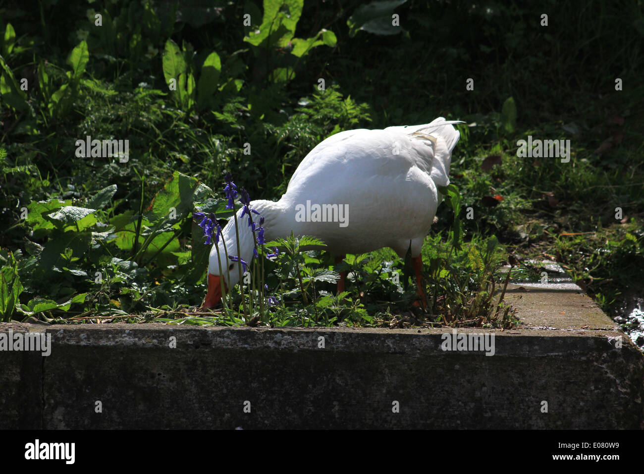 Domestic goose feeding in garden Stock Photo - Alamy