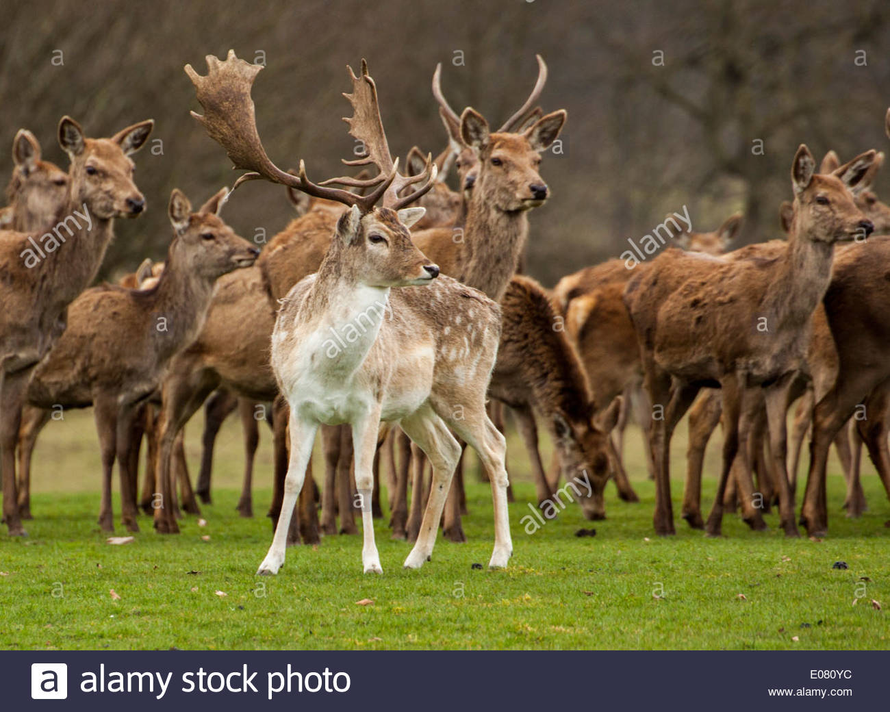 Tatton Park Deer Stock Photos & Tatton Park Deer Stock Images - Alamy
