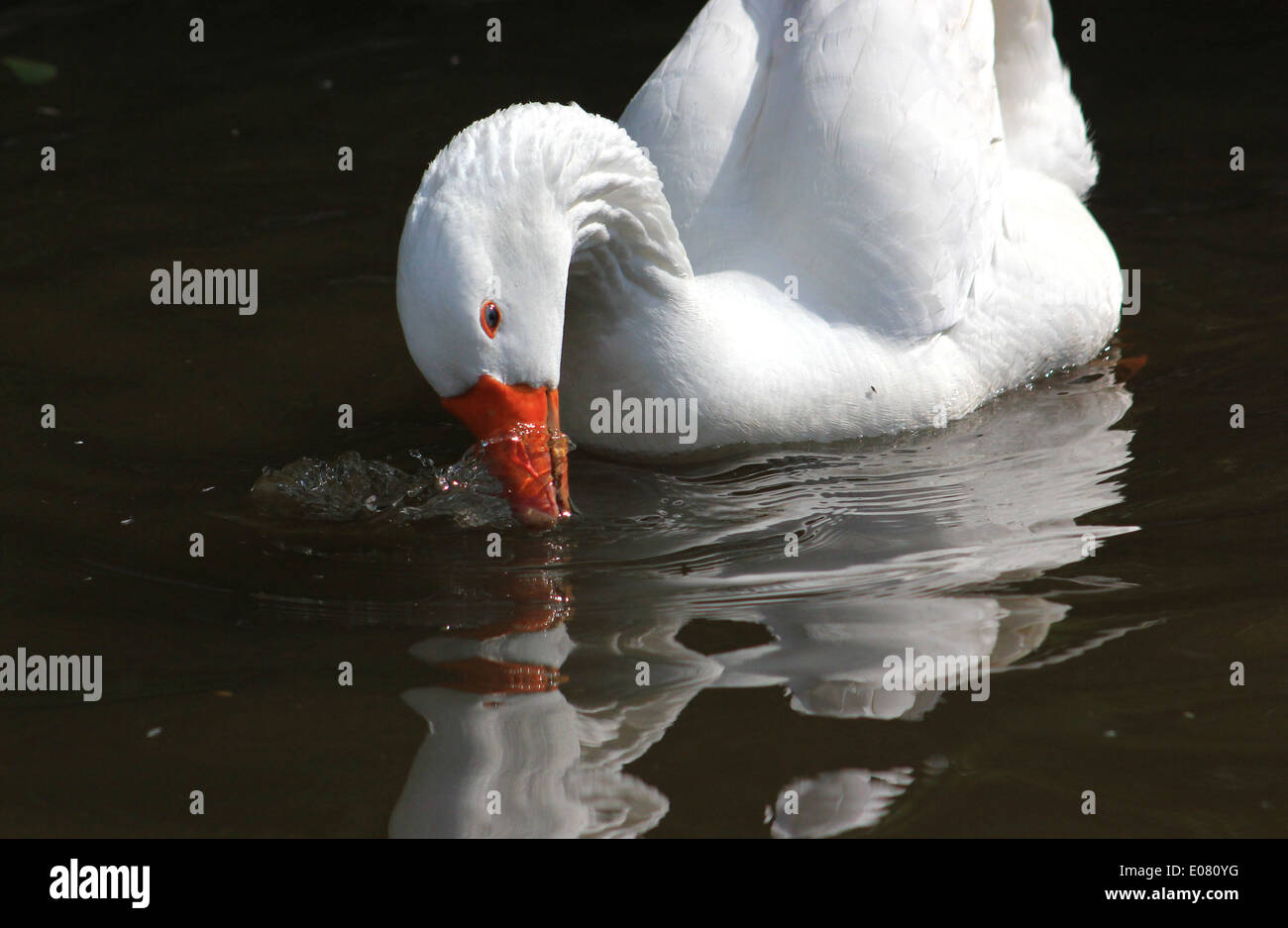 Domestic goose washing in Llangollen Canal Stock Photo - Alamy