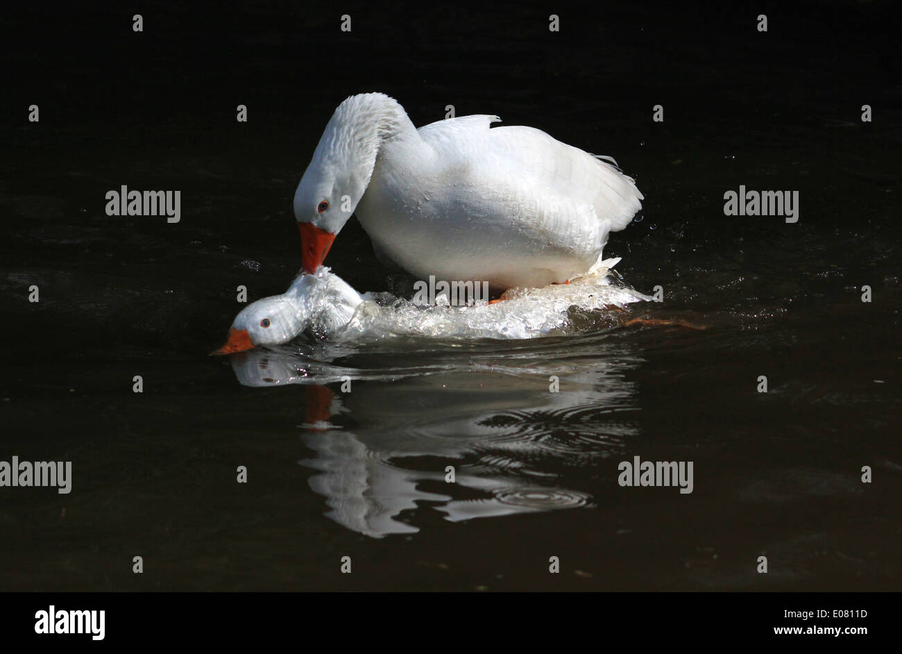 Domestic geese mating on Llangollen Canal Stock Photo - Alamy