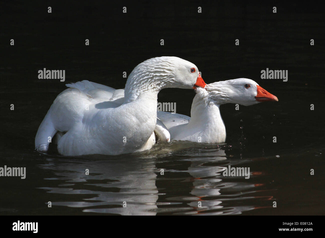 Domestic geese mating on Llangollen Canal Stock Photo - Alamy