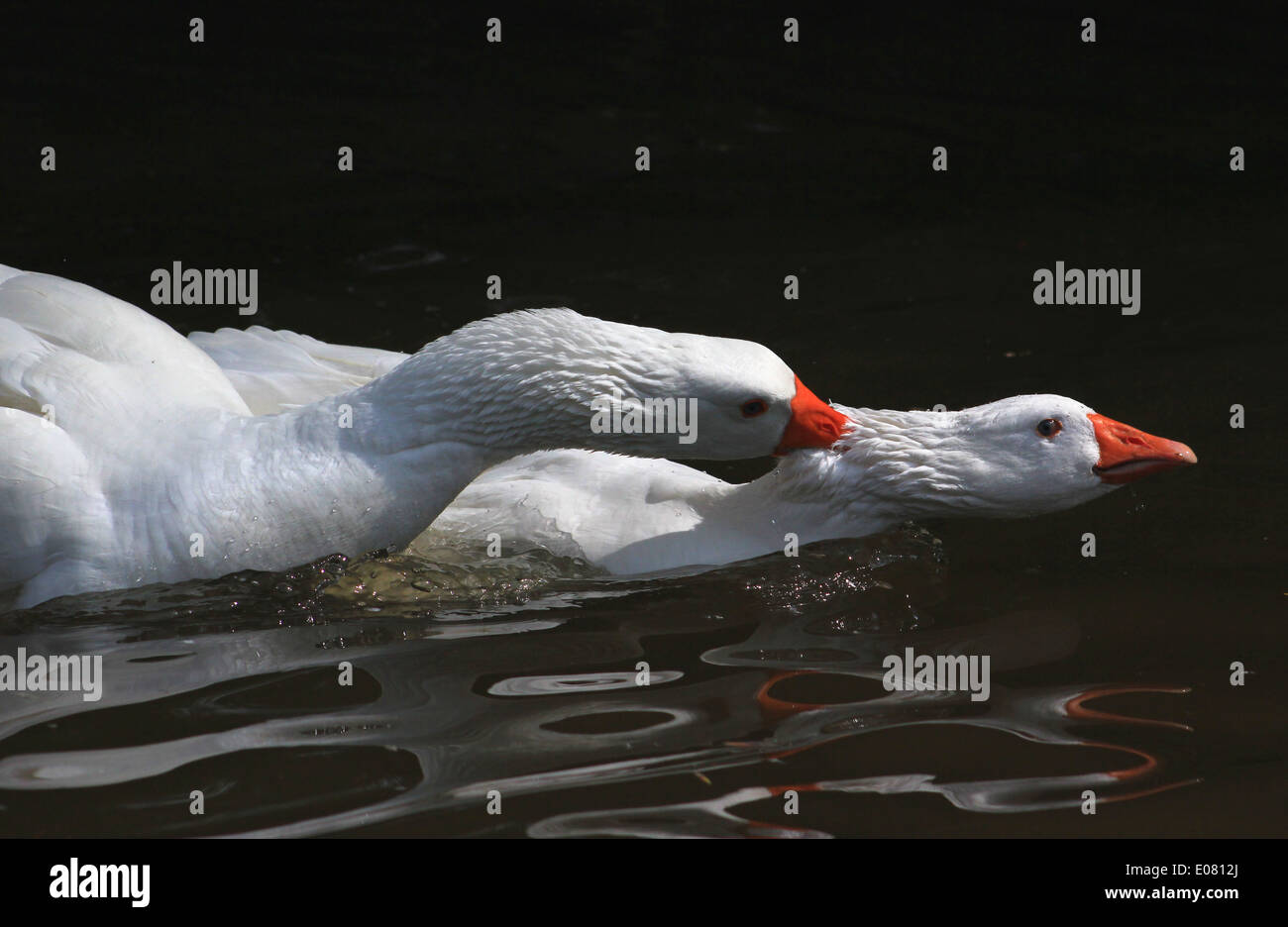 Domestic geese mating on Llangollen Canal Stock Photo - Alamy