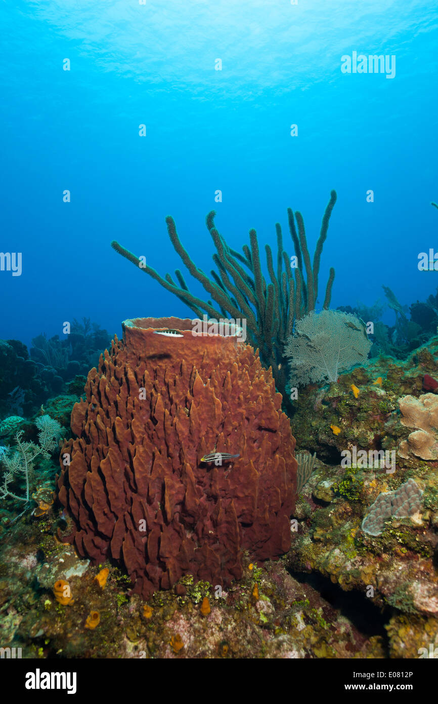 Giant barrel sponge hi-res stock photography and images - Alamy