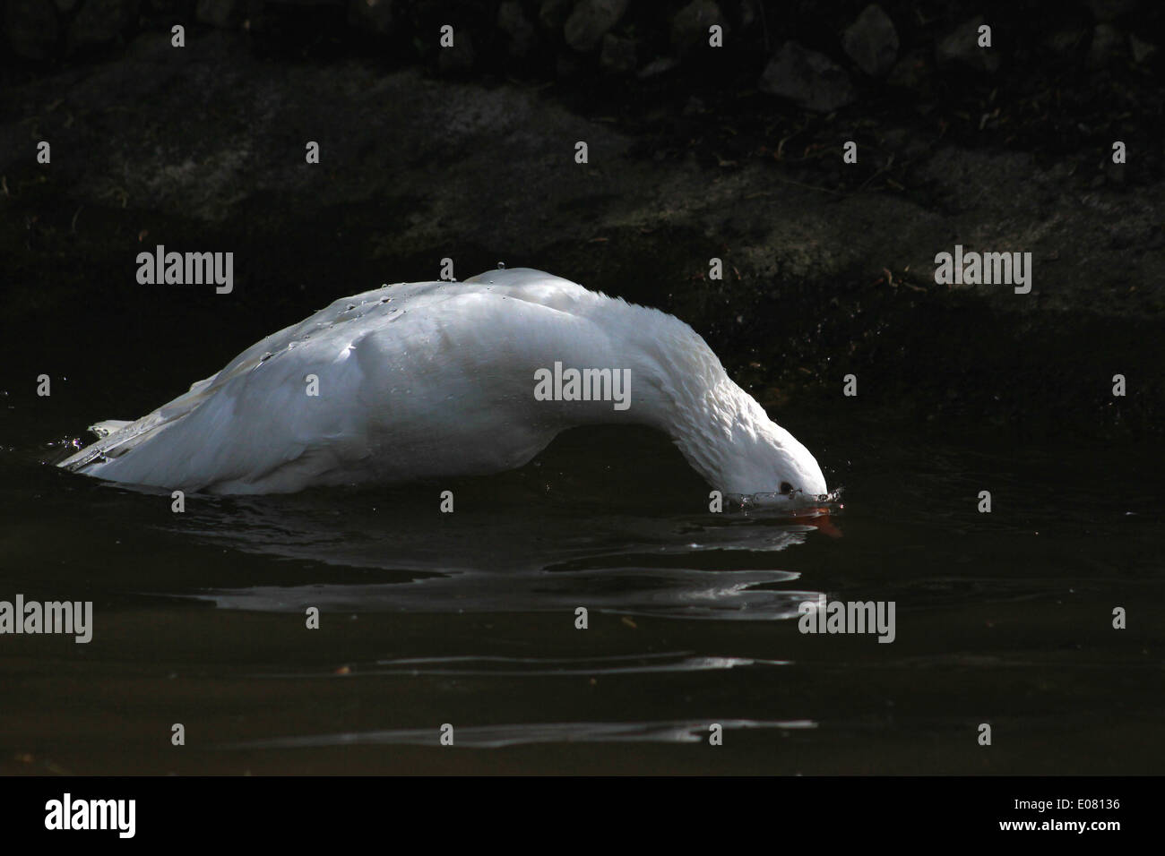 Domestic goose diving in Llangollen Canal Stock Photo - Alamy