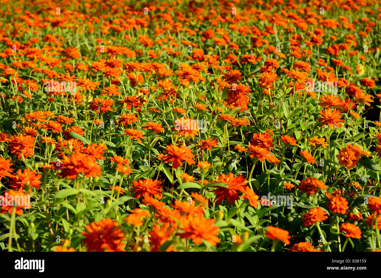 beautiful Zinnia flower (Zinnia elegans) at Thai flower garden Stock ...