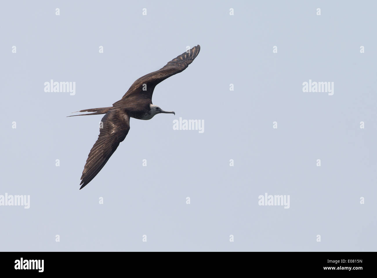 Juvenile frigatebird hi-res stock photography and images - Alamy