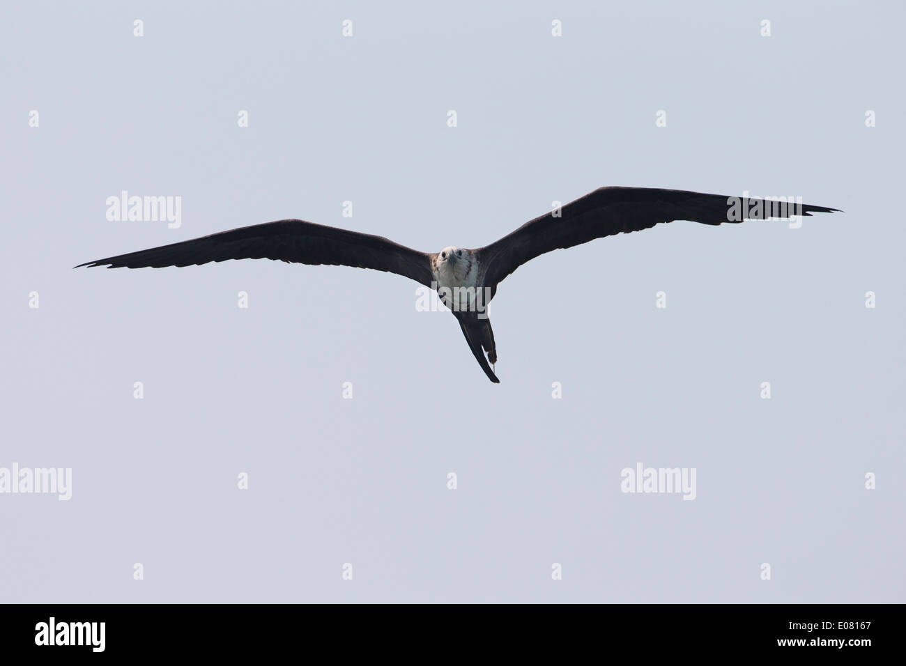 Juvenile frigatebird hi-res stock photography and images - Alamy