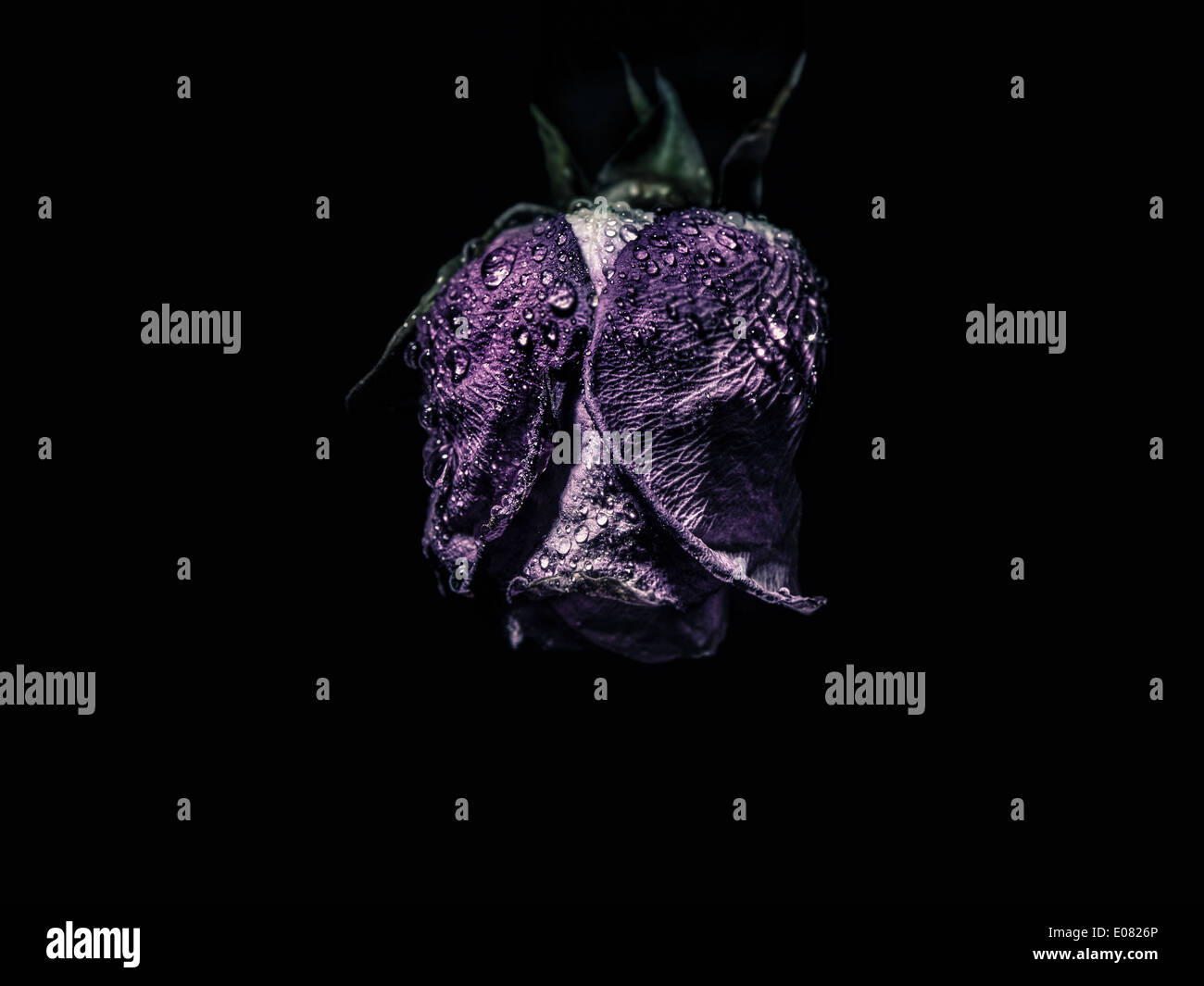 Wilting rose petals hi-res stock photography and images - Alamy