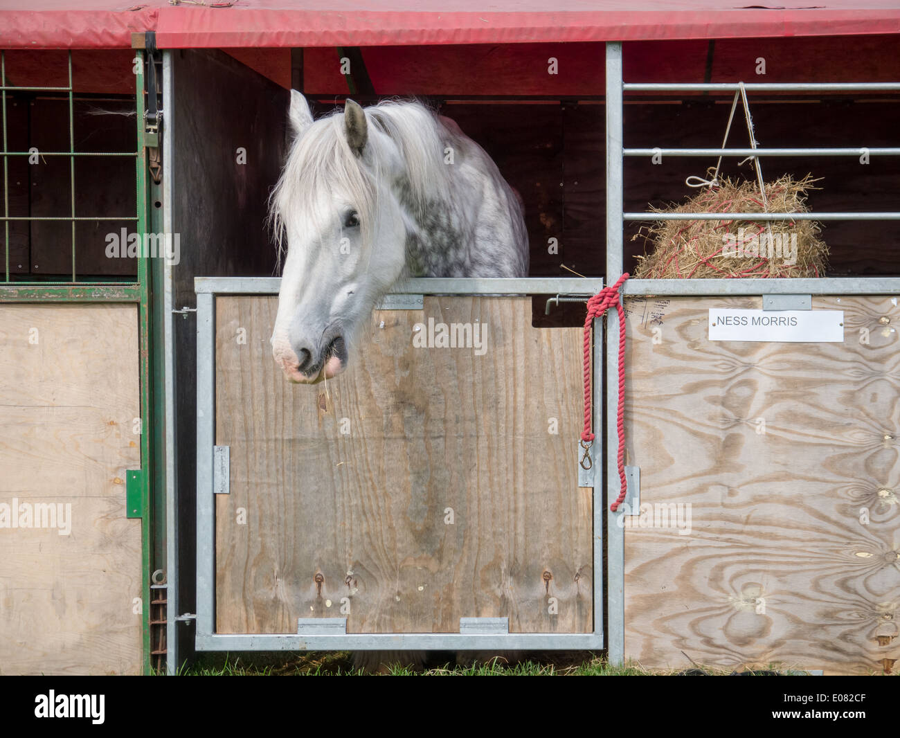 White Shire Horse High Resolution Stock Photography and Images - Alamy