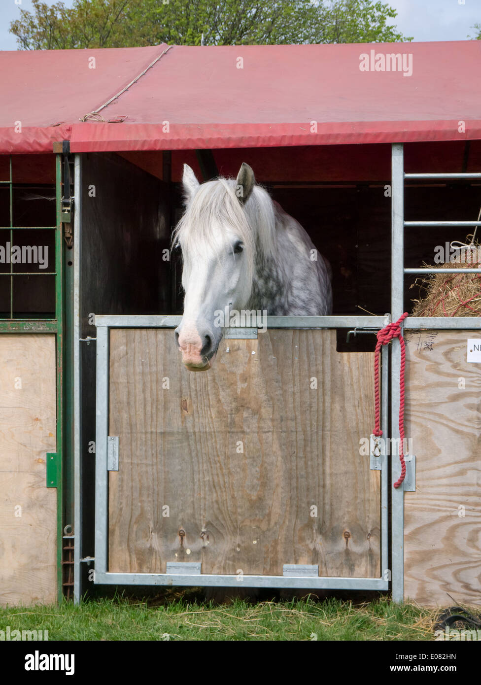 White Shire Horse High Resolution Stock Photography and Images - Alamy