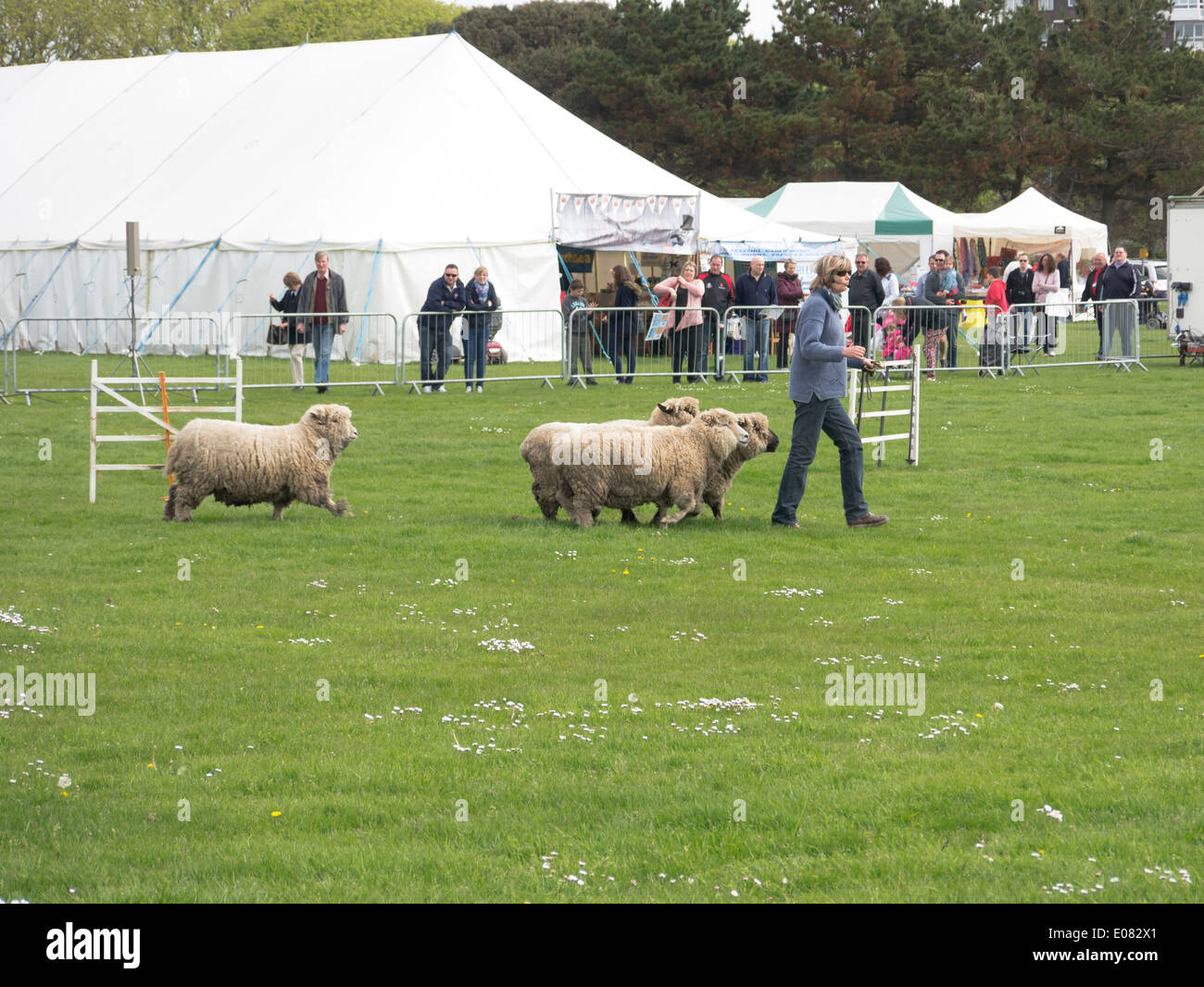 sheep follow a sheepdog handler into the arena during a sheepdog trial ...