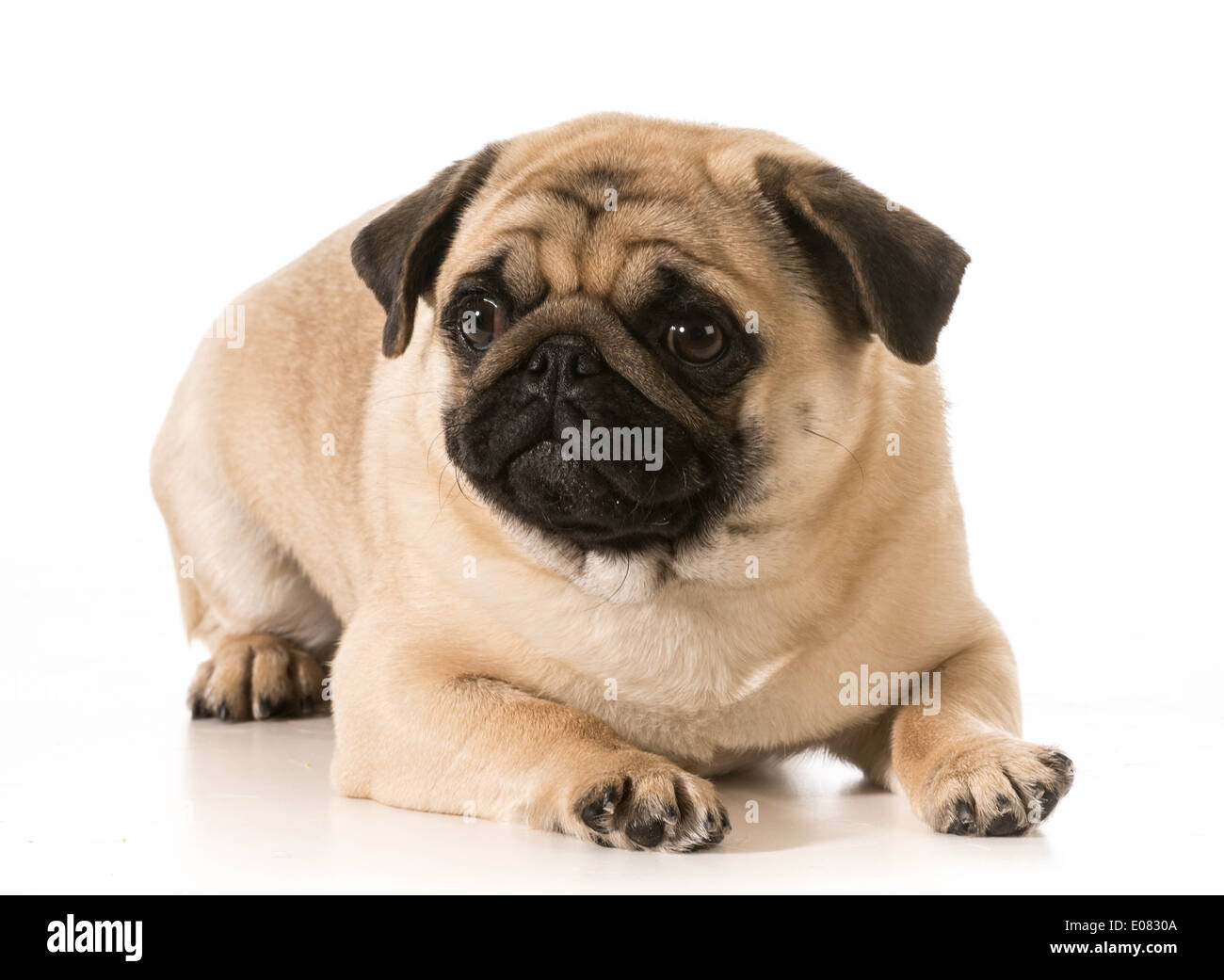 pug laying down isolated on white background Stock Photo - Alamy