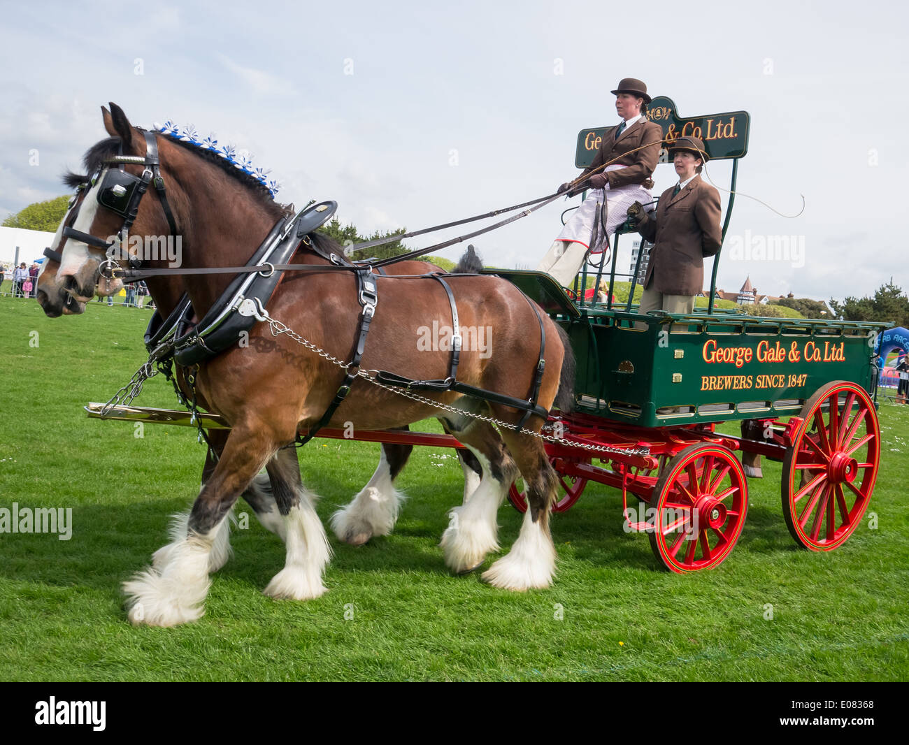 Drey horse hi-res stock photography and images - Alamy