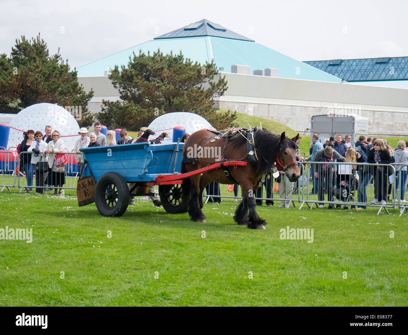 Heavy horse pulling cart hi-res stock photography and images - Alamy