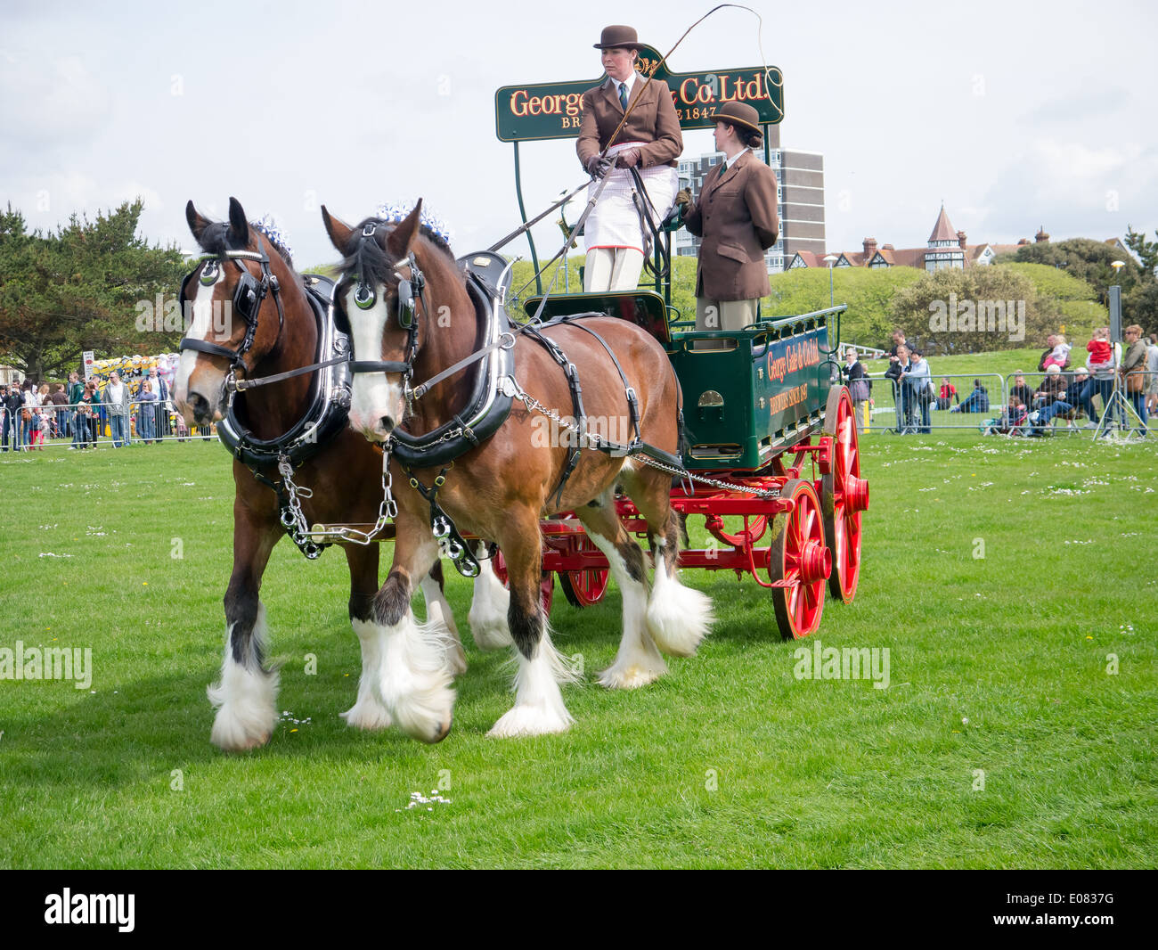 A heavy horse drawn carriage is displayed in an arena at the Southsea ...