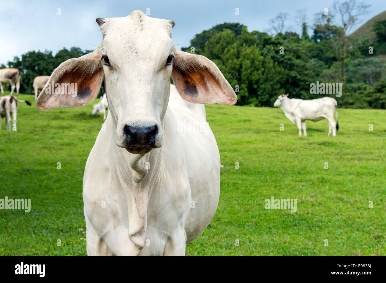 Zebu cow cattle in a farm in the Costa Rica Countryside Stock Photo - Alamy