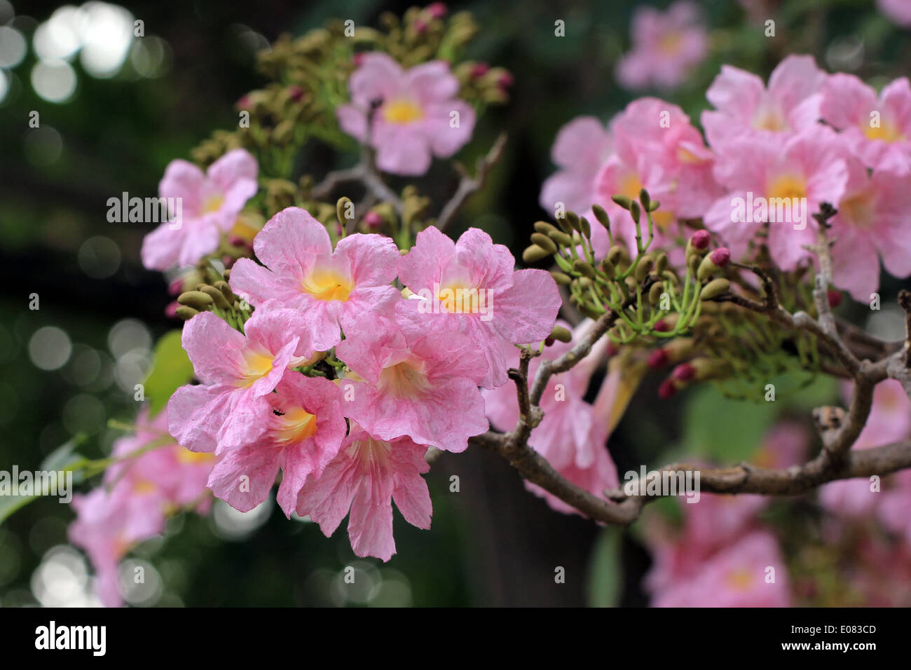 Pink trumpet tree hi-res stock photography and images - Alamy