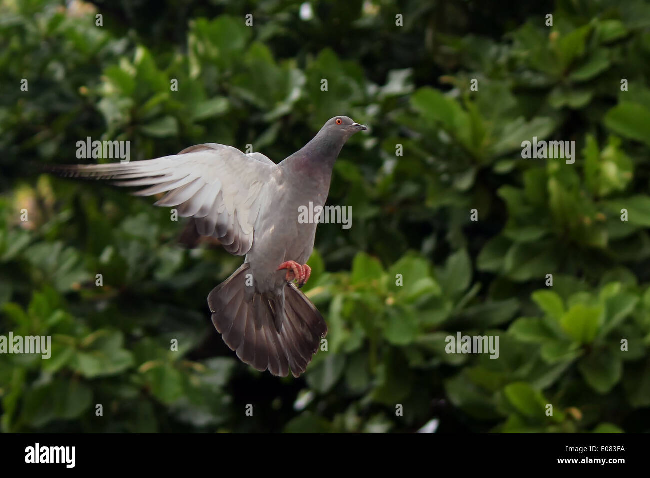 Flying pigeon in the natural Stock Photo - Alamy