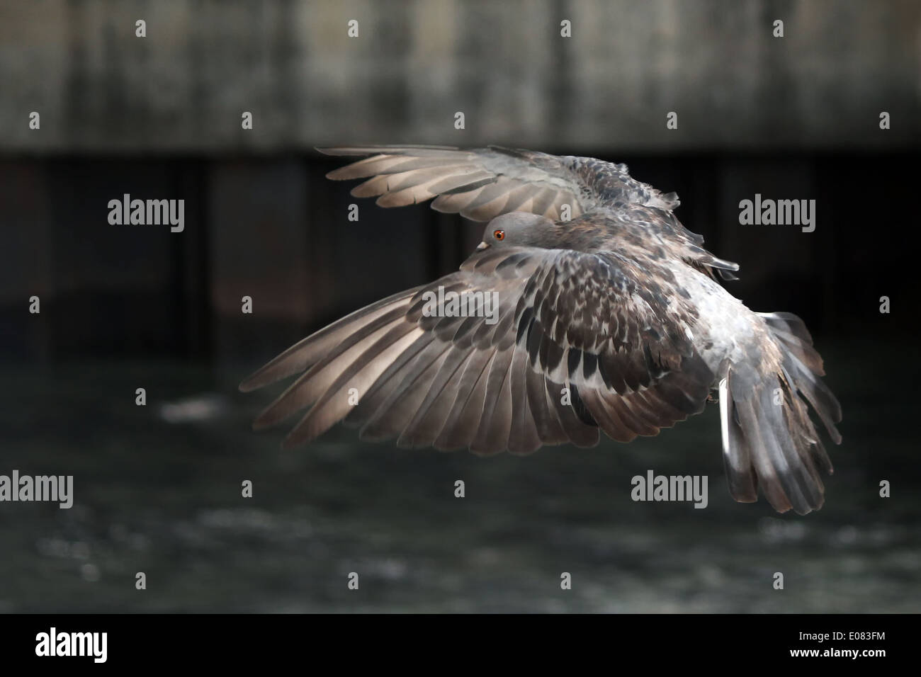 Flying pigeon in the natural Stock Photo - Alamy