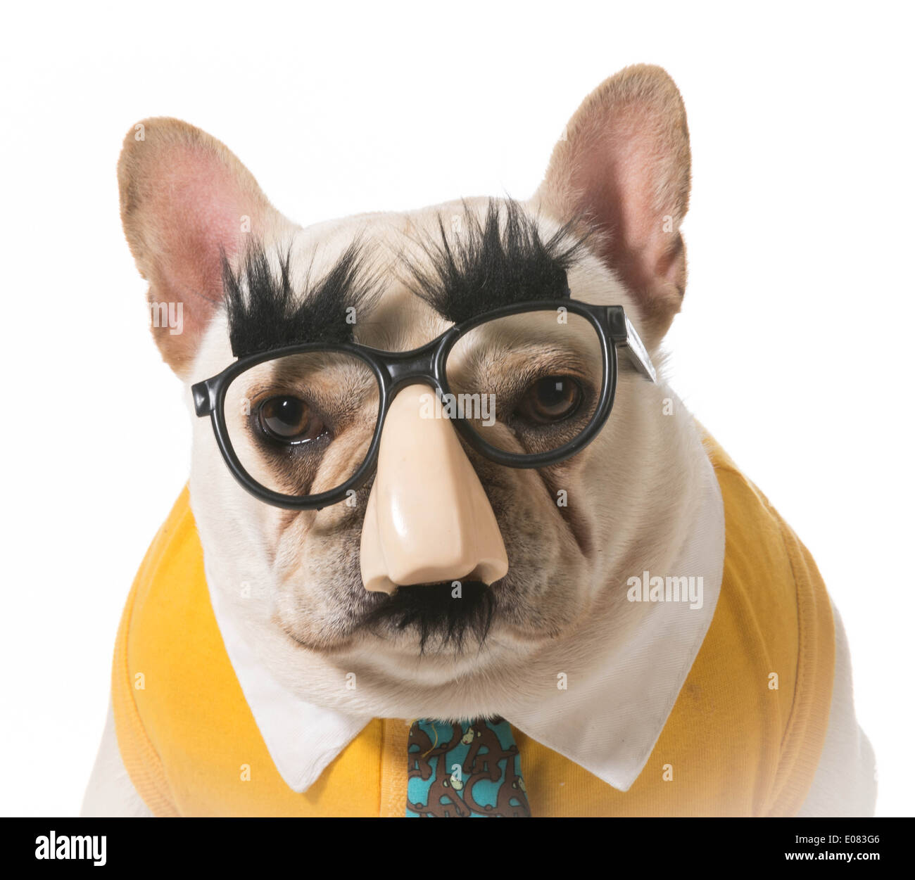 Animal disguise glasses hi-res stock photography and images - Alamy