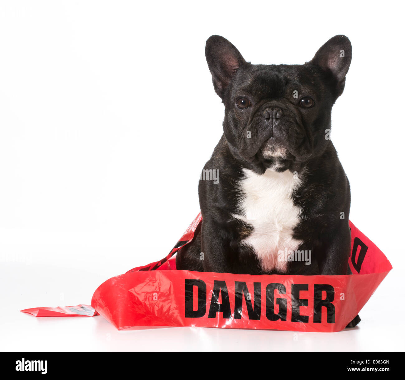french bulldog wrapped in danger tape Stock Photo - Alamy
