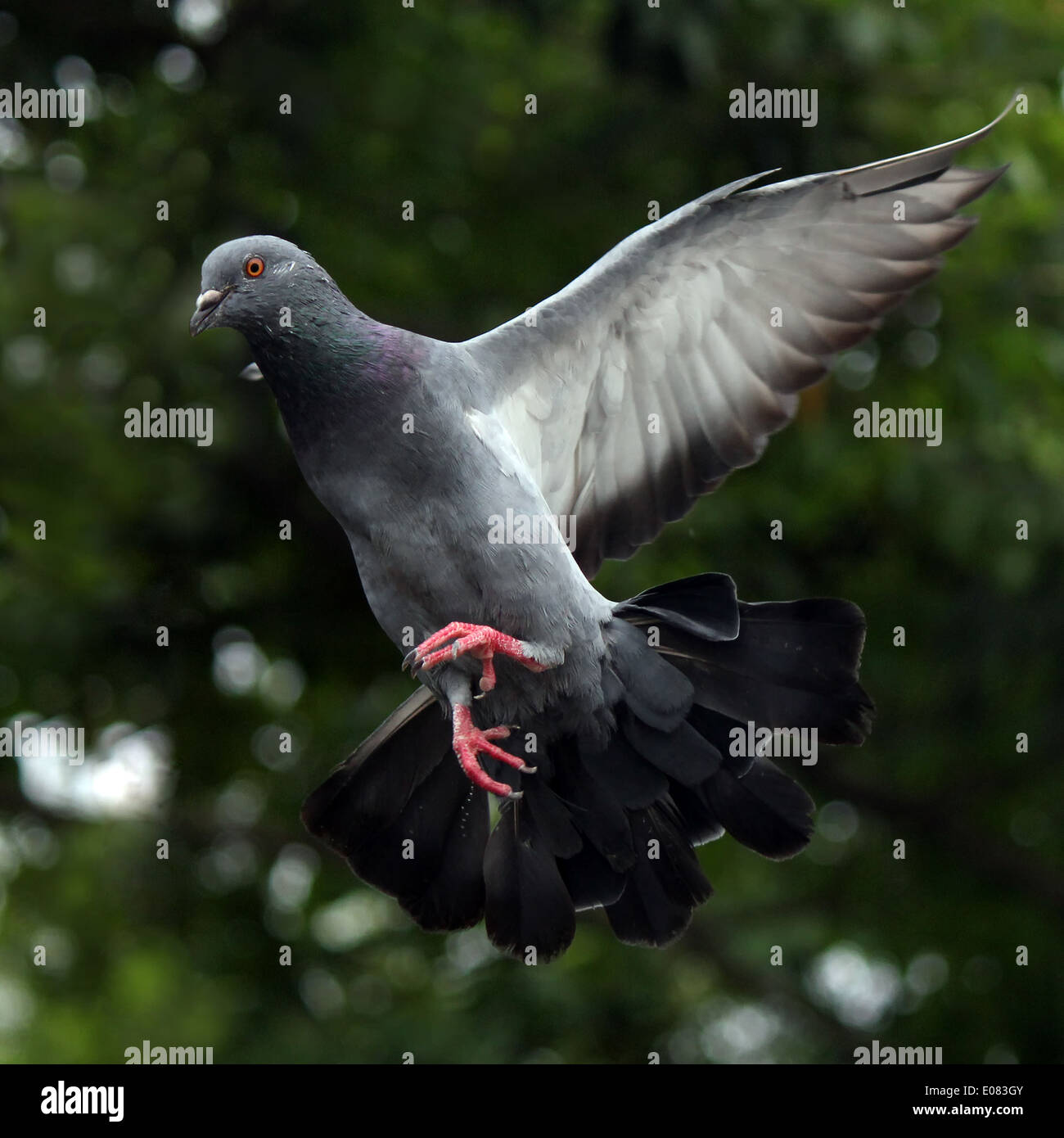 Pigeon flying on sea hi-res stock photography and images - Alamy
