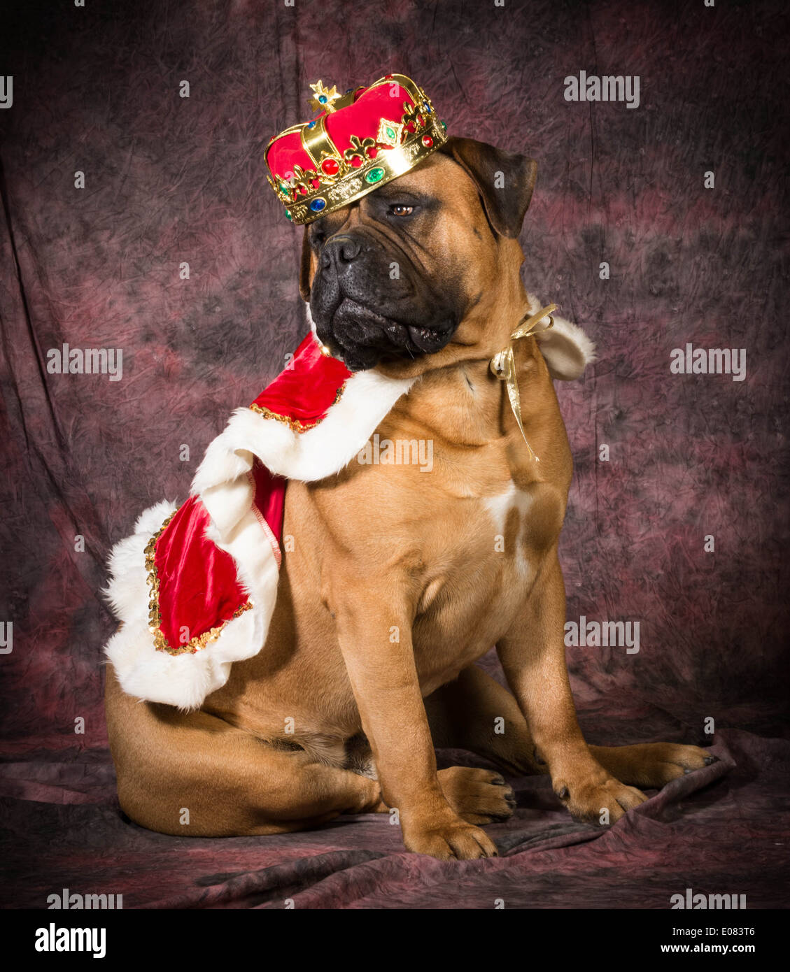 bull mastiff wearing king costume sitting on purple background Stock ...