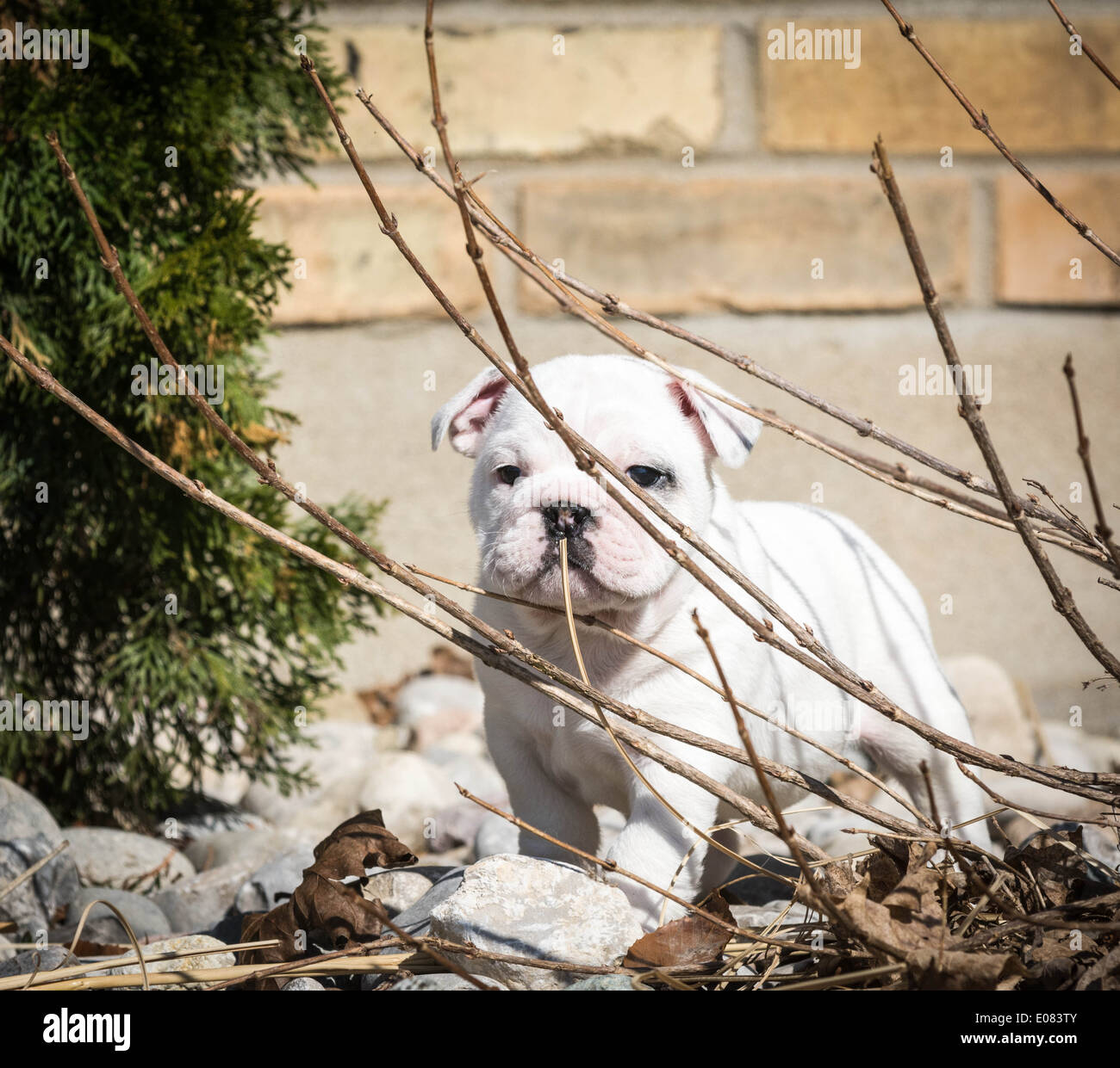 English bulldog puppy playing hi-res stock photography and images - Alamy