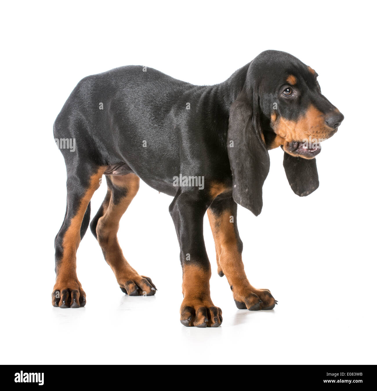 black and tan coonhound barking on white background Stock Photo - Alamy