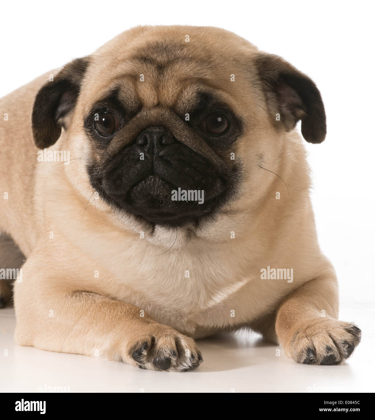 pug laying down isolated on white background Stock Photo - Alamy