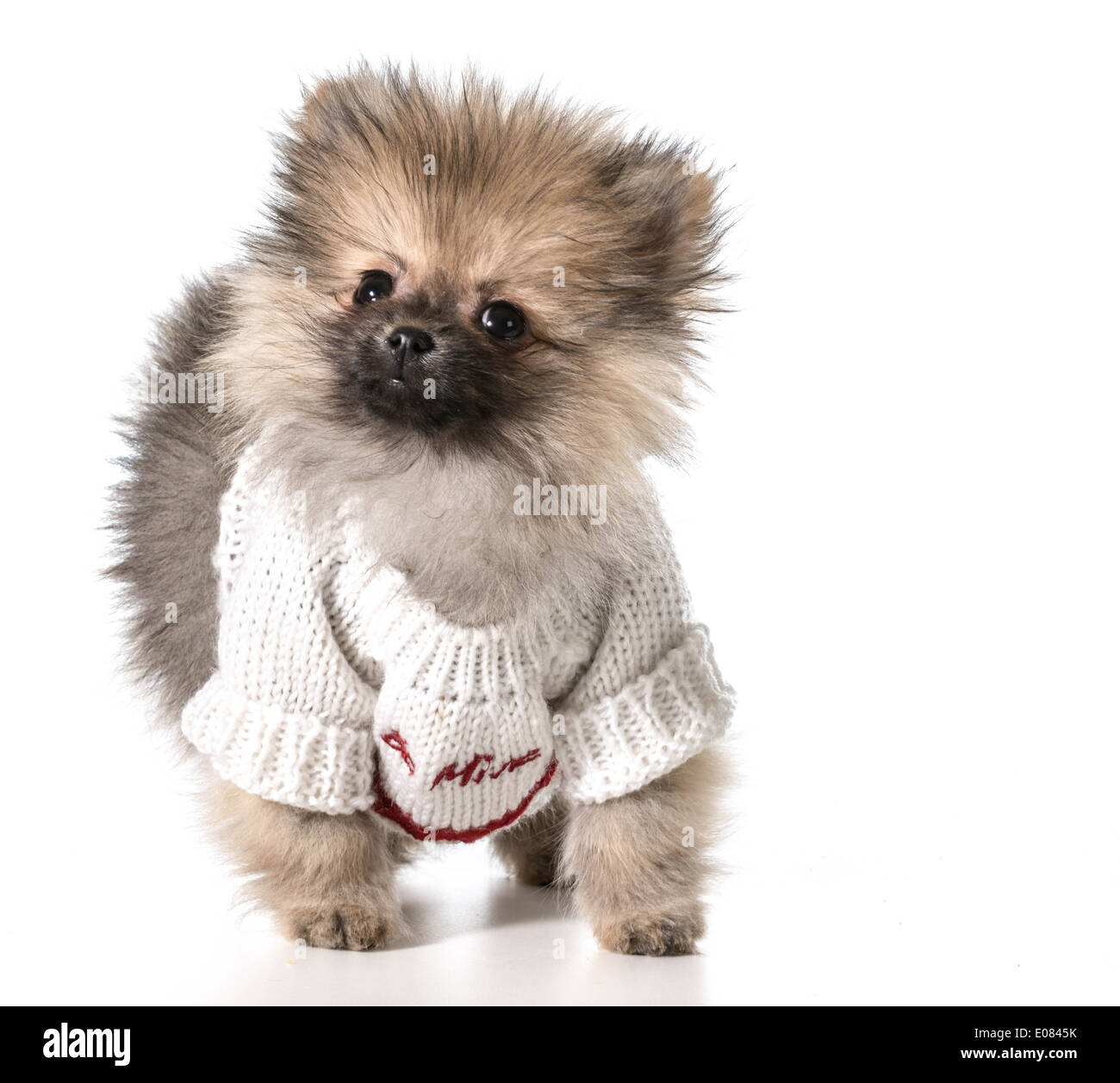 pomeranian wearing valentines day sweater Stock Photo - Alamy