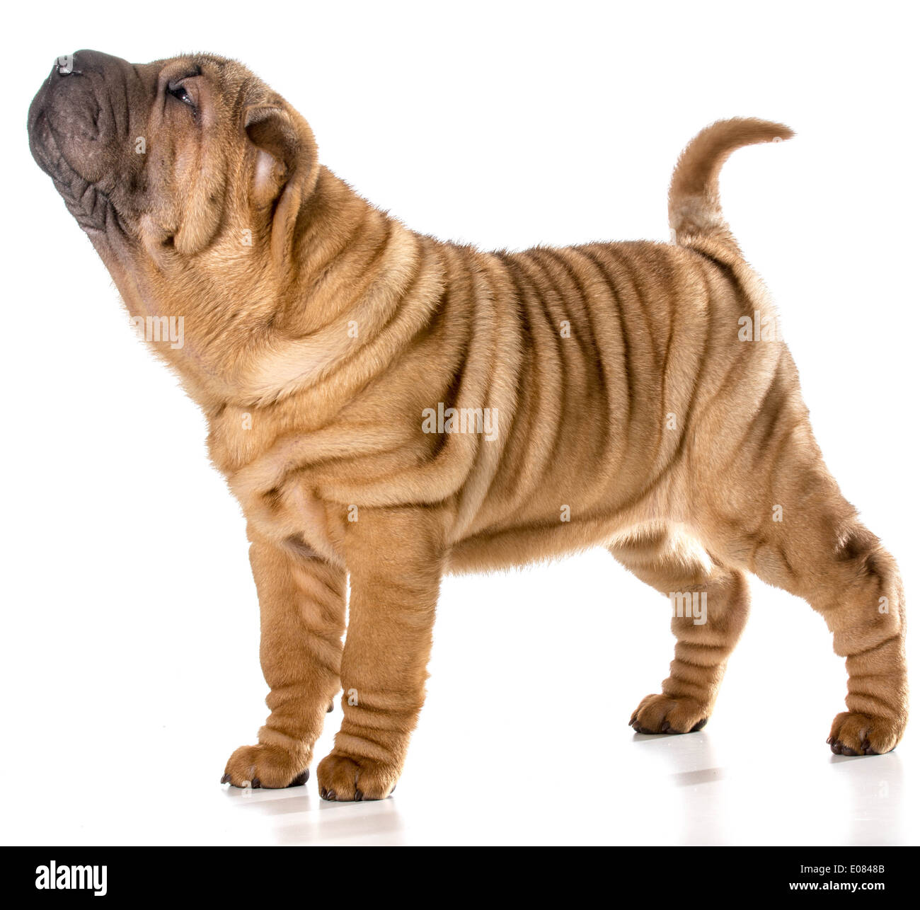 chinese shar pei puppy standing wagging tail isolated on white ...